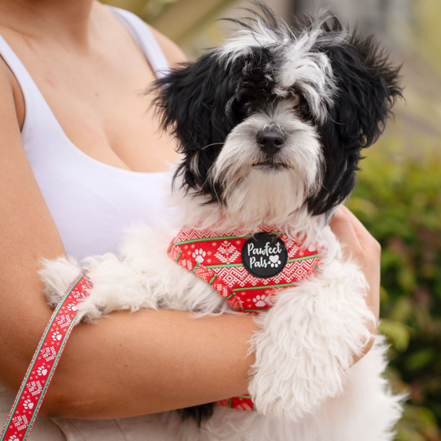 Buy Pawfect Pals Christmas Reversible Harness Online | Better Prices At ...