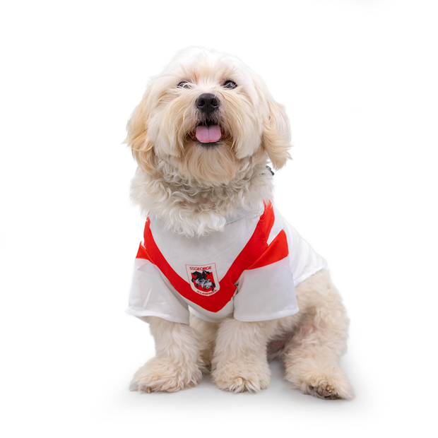 Buy The Stubby Club Nrl St George Dragons Pet Jersey Online | Better Prices At Pet Circle