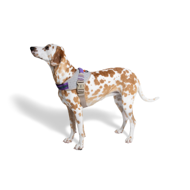 Buy Zee Dog Fly Harness Acg Online | Better Prices At Pet Circle