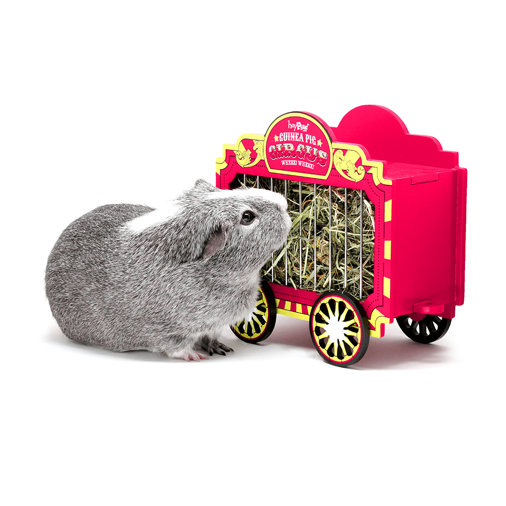 Buy Haypigs Wheek Wagon Hay Hopper Online | Better Prices At Pet Circle