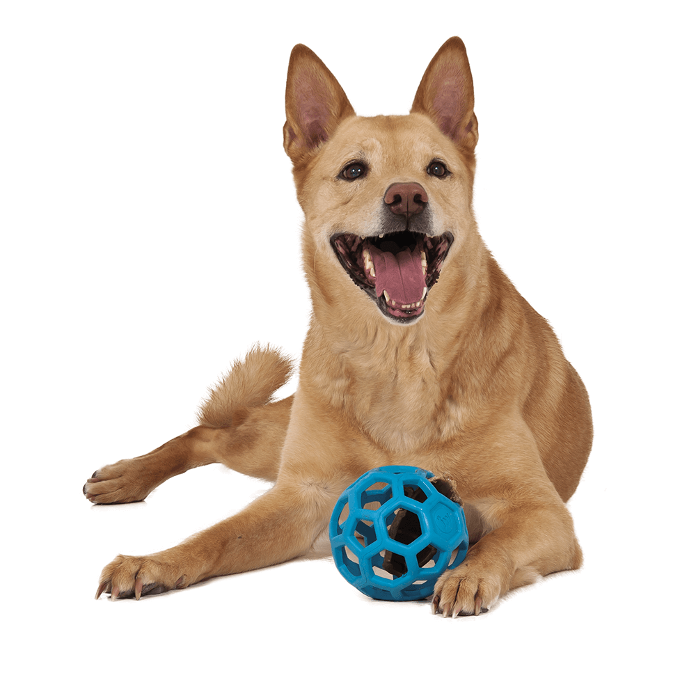 Buy Jw Pet Hol Ee Roller Dog Toy Online | Better Prices At Pet Circle
