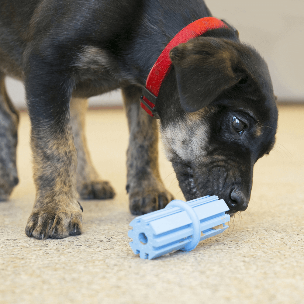 Buy Kong Puppy Teething Stick Online | Better Prices At Pet Circle