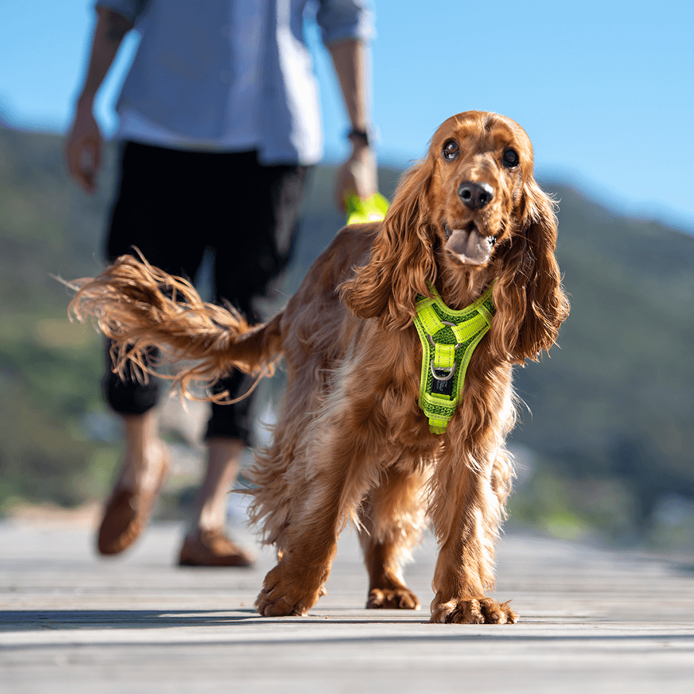 Buy Rogz Harness Control Black Online | Low Prices, Free Shipping